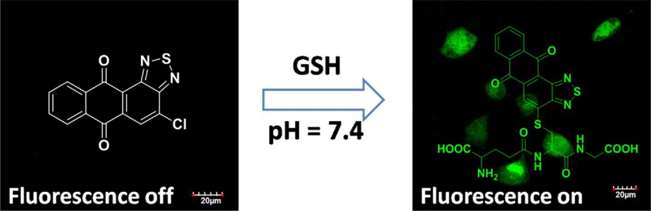 Development of a novel benzothiadiazole-based fluorescent turn-on probe for highly selective ...