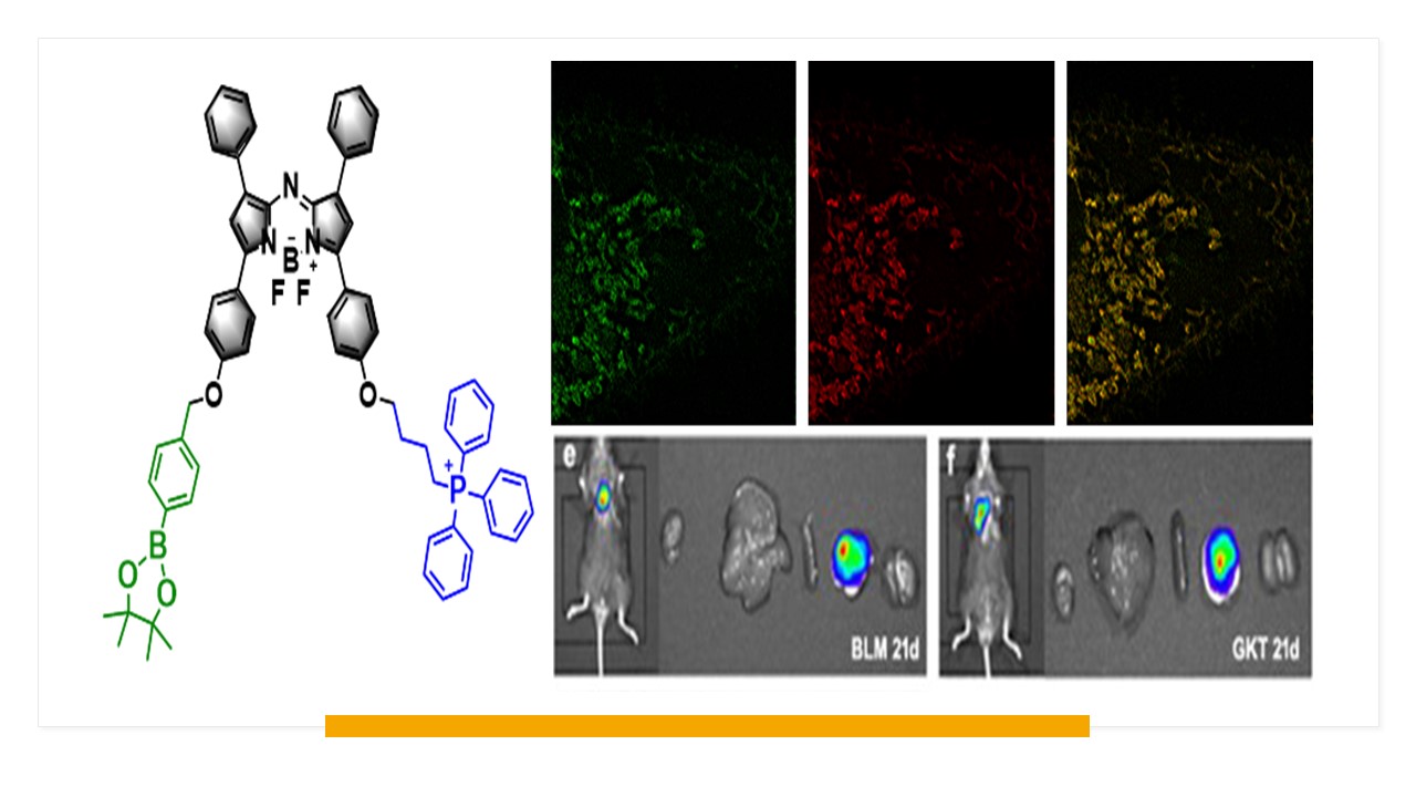 Real-Time Evaluation of Hydrogen Peroxide Injuries in Pulmonary ...