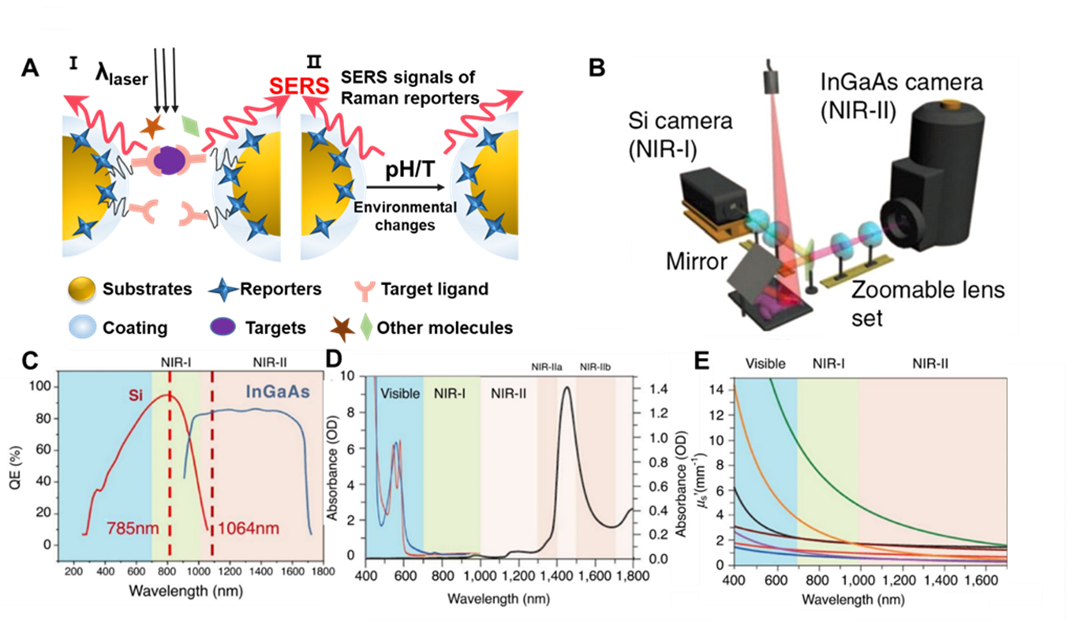 Emergence of Surface-enhanced Raman Scattering (SERS) probes in near ...