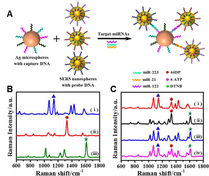 Emergence of Surface-enhanced Raman Scattering (SERS) probes in near ...