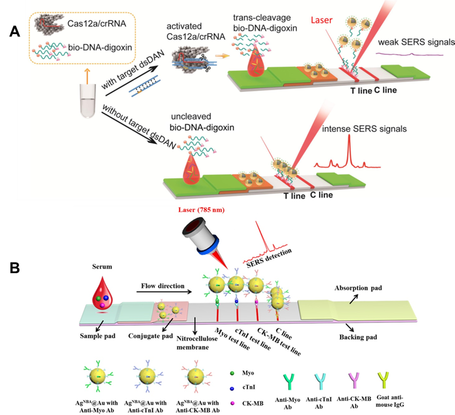 Emergence of Surface-enhanced Raman Scattering (SERS) probes in near ...