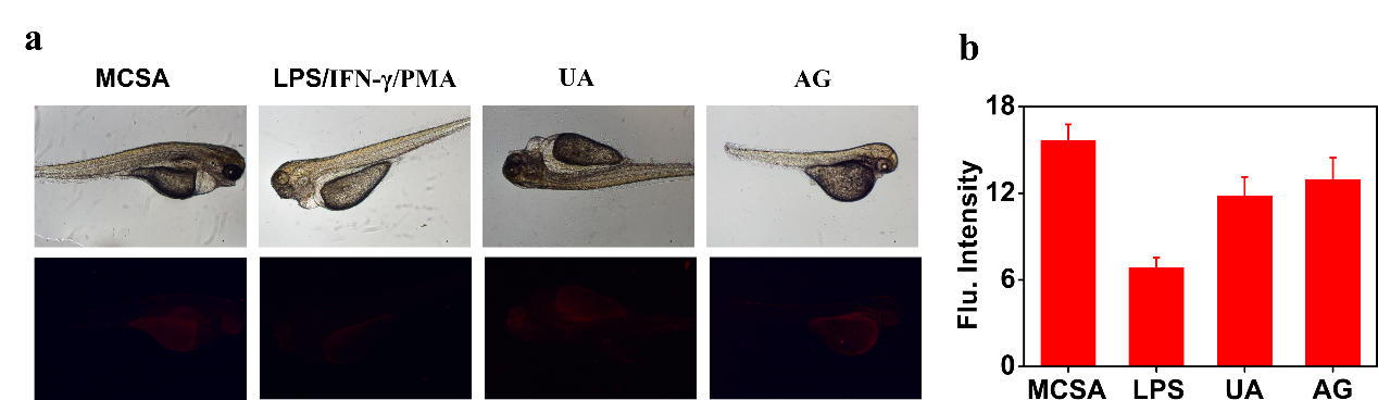 Construction of a mitochondria-endoplasmic reticulum dual-targeted red ...