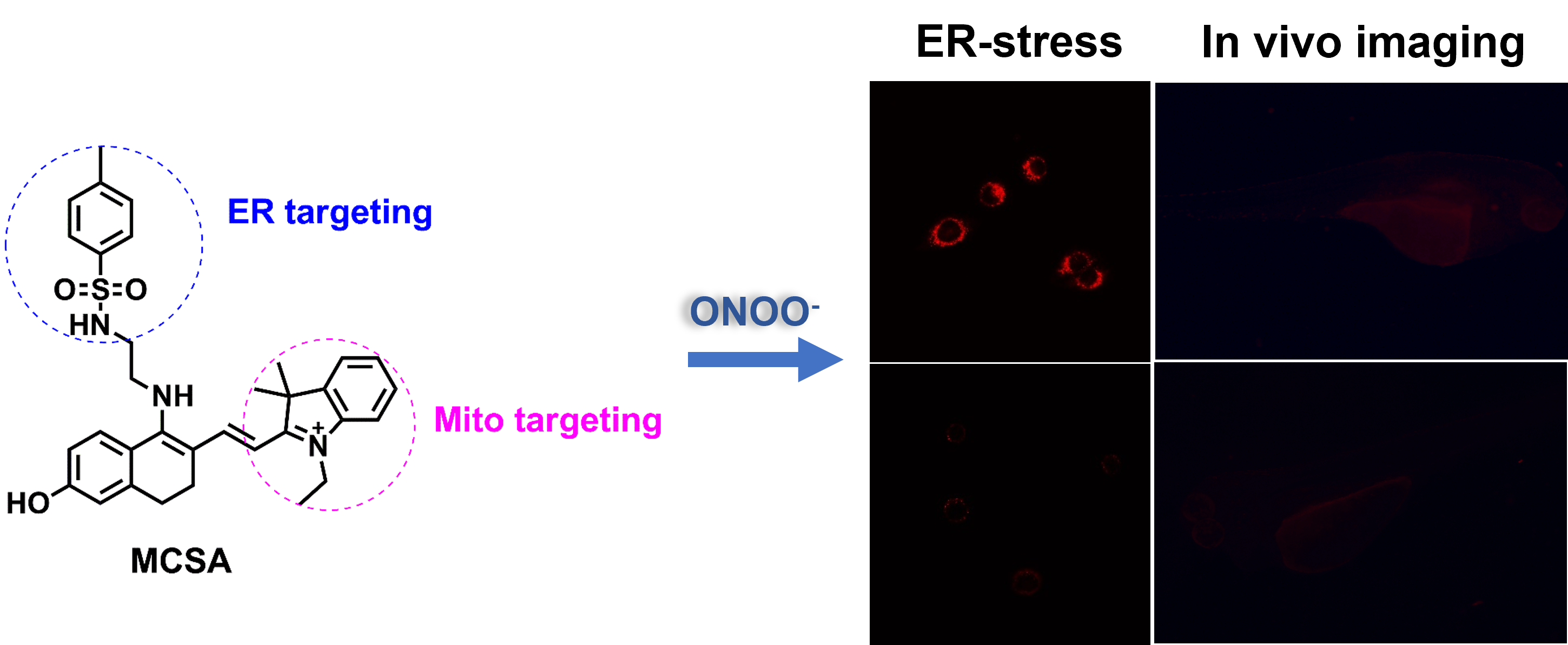Construction of a mitochondria-endoplasmic reticulum dual-targeted red ...