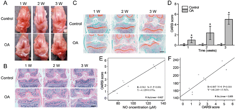 A nitric oxide responsive AIE probe for detecting the progression of ...