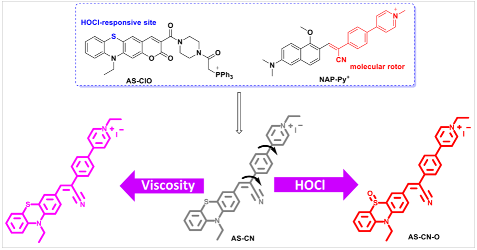 A two-pronged detection of atherosclerosis with a dual-channel ...